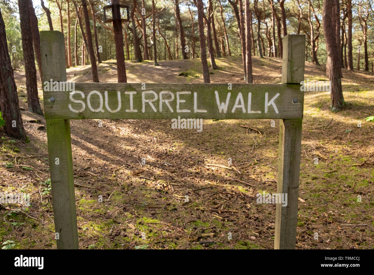 "Squirrel Walk" sign at the Red Squirrel Reserve at Formby, Merseyside ...