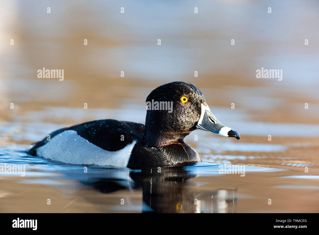 A Ringnecked Duck on a wetland in the spring Stock Photo - Alamy