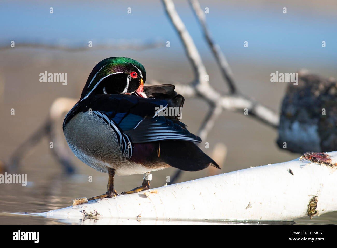 Triple Banded Ducks