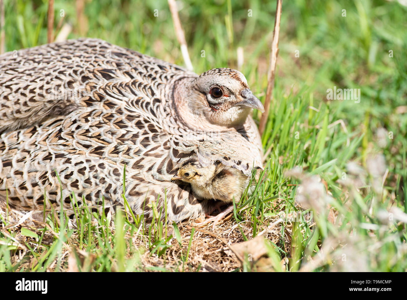 A hen pheasant on her nest with newly hatched chicks Stock Photo - Alamy