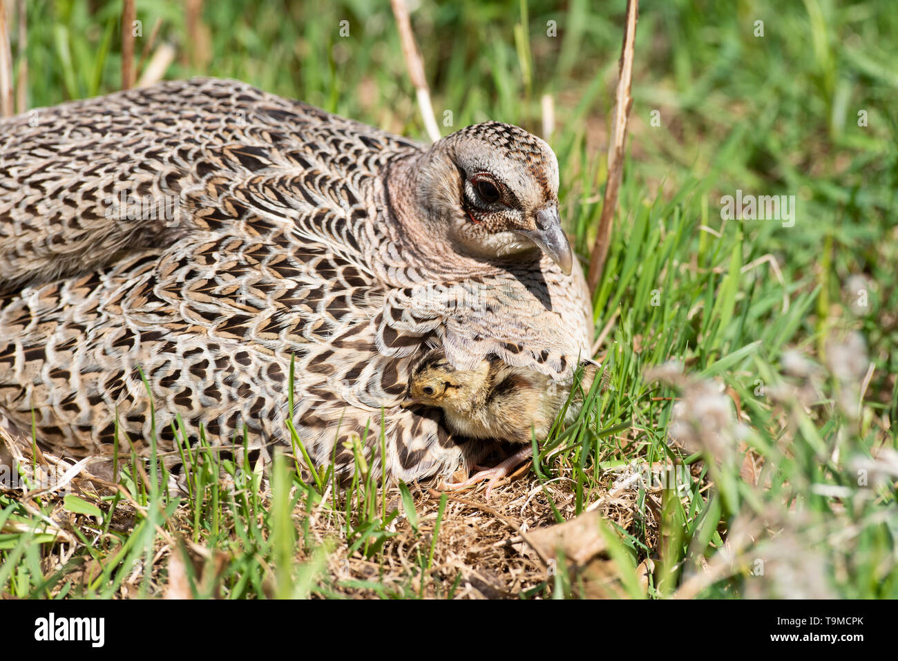 A hen pheasant on her nest with newly hatched chicks Stock Photo - Alamy