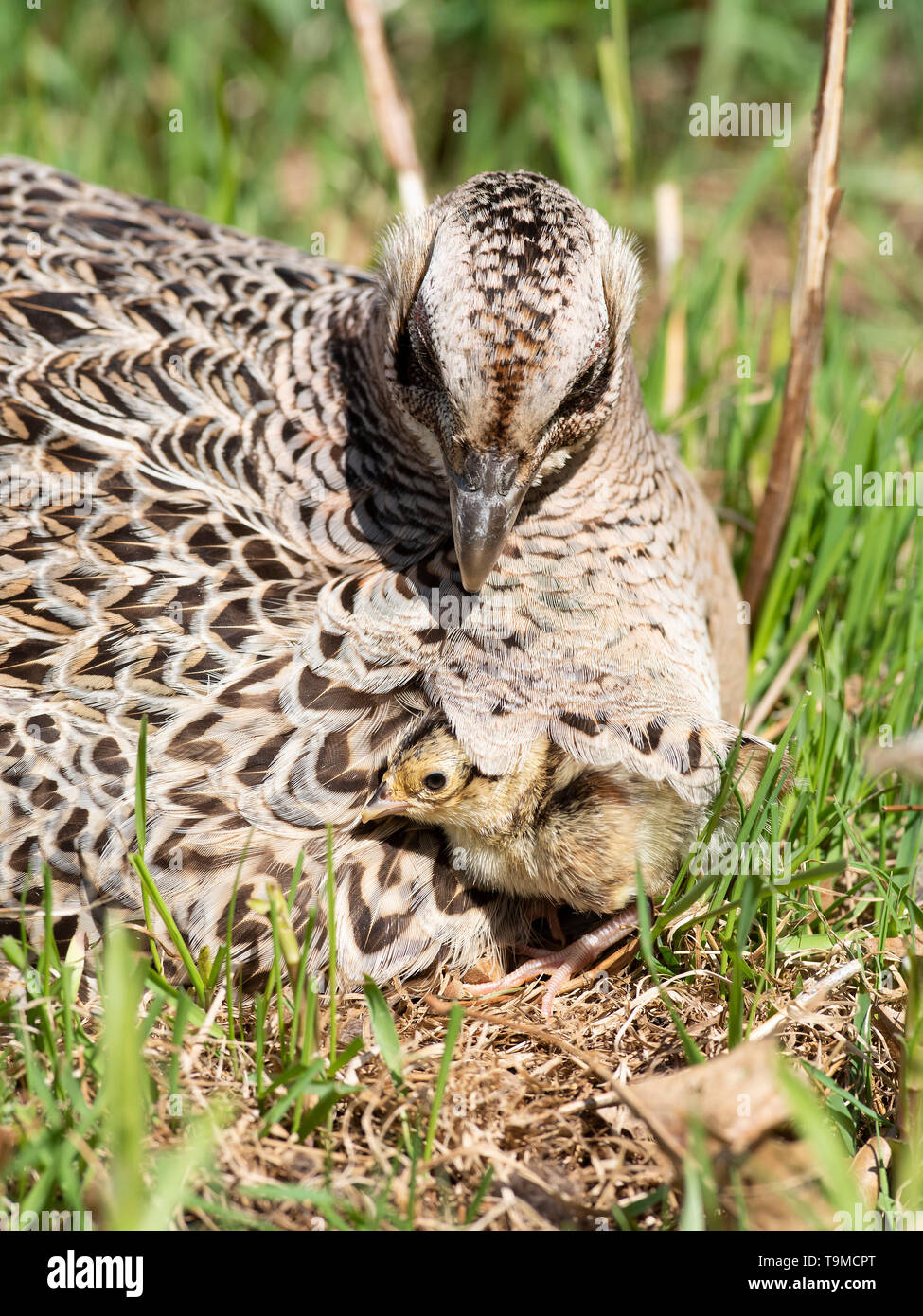A hen pheasant on her nest with newly hatched chicks Stock Photo - Alamy