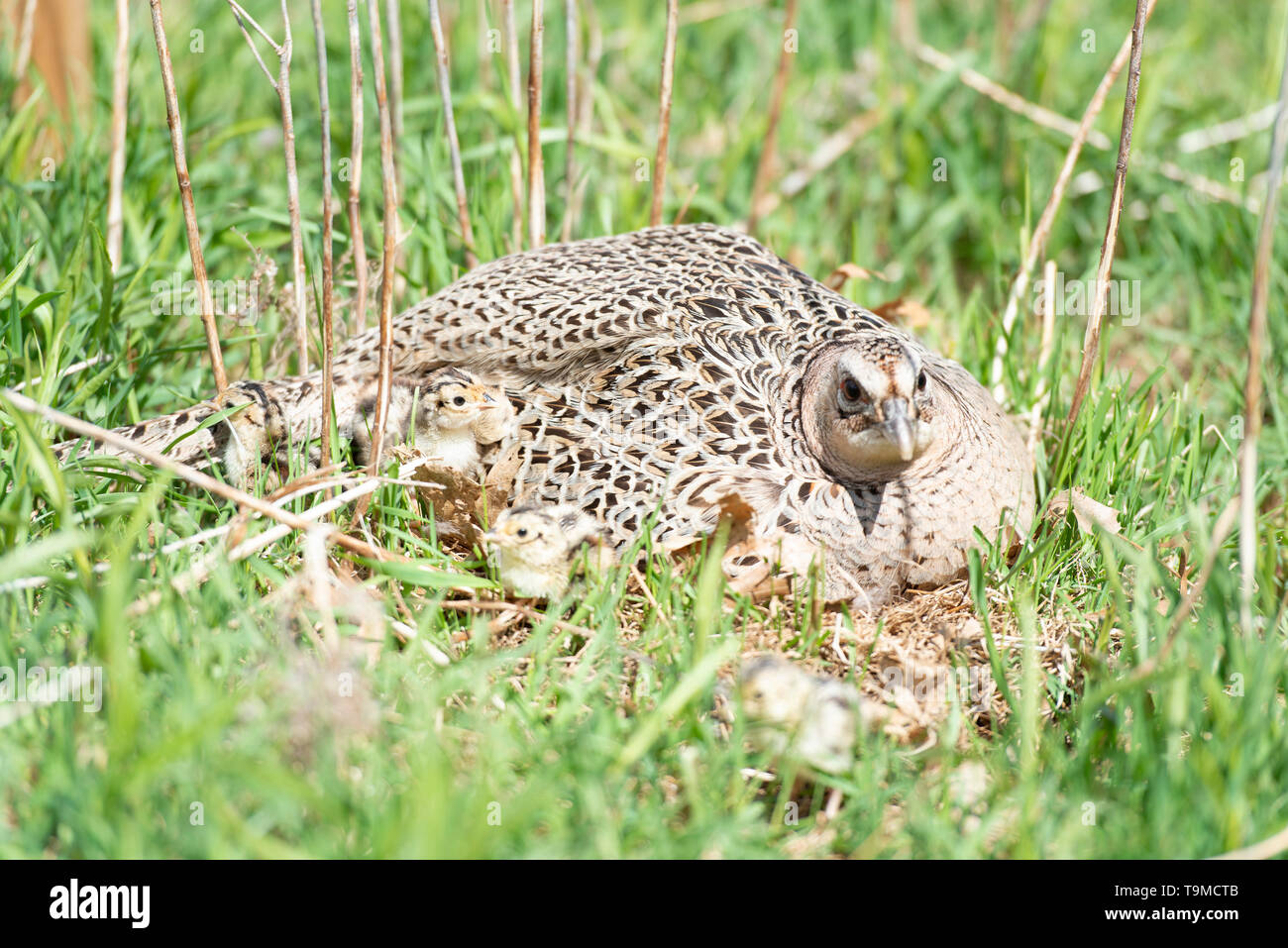 Female pheasant nest hi-res stock photography and images - Alamy