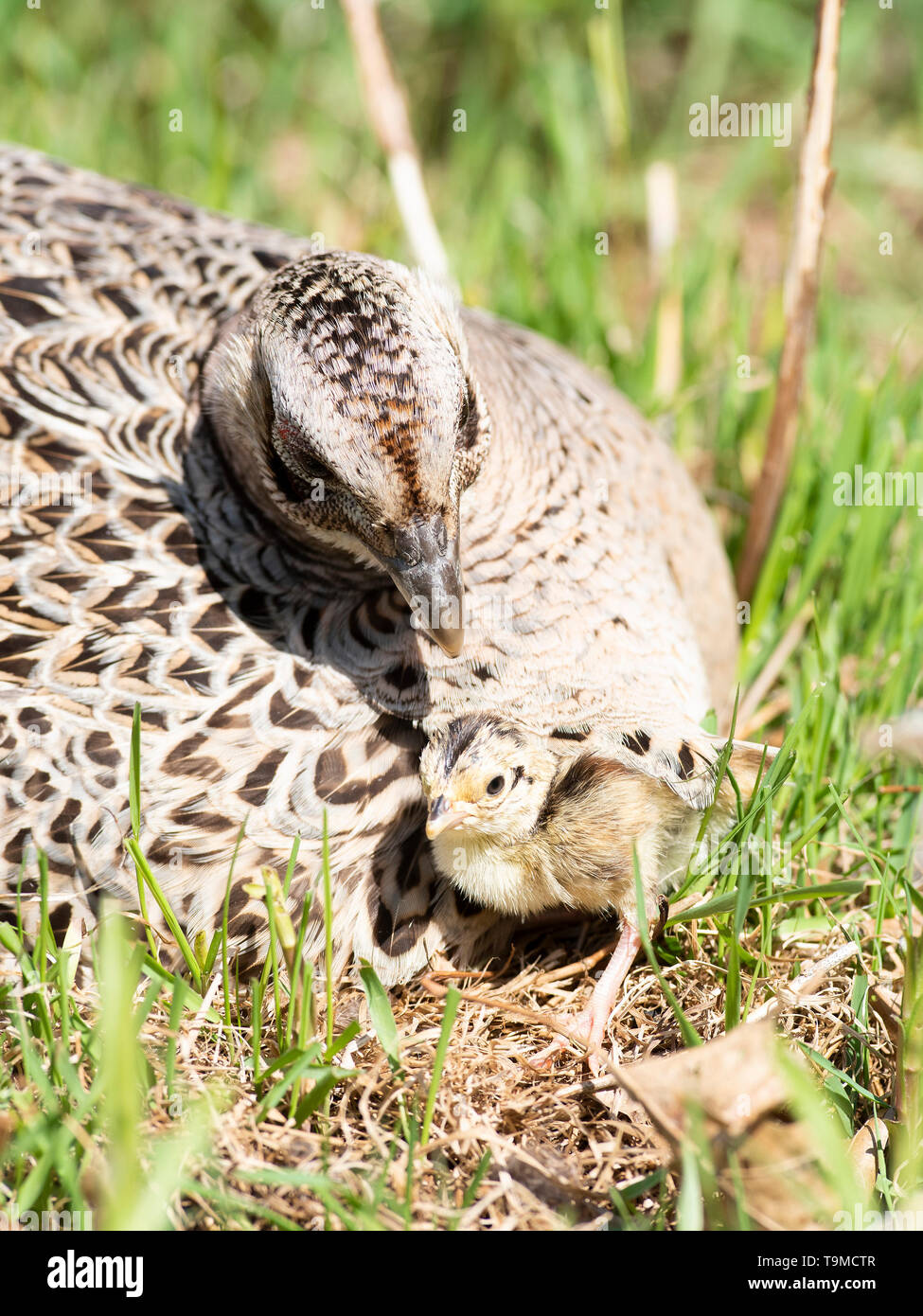 Pheasant Chicks Stock Photos & Pheasant Chicks Stock Images - Alamy