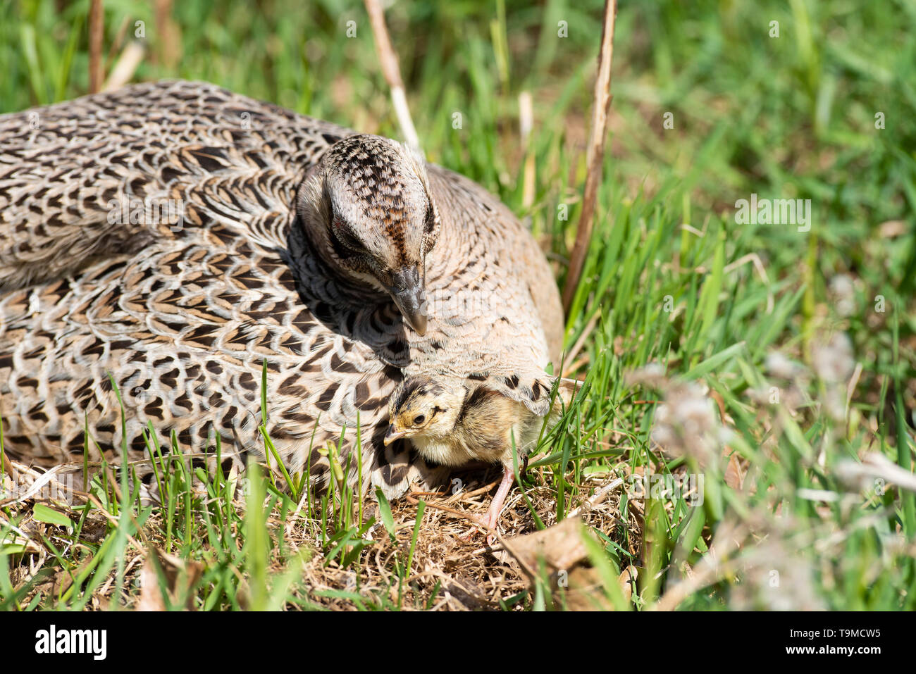 A hen pheasant on her nest with newly hatched chicks Stock Photo - Alamy
