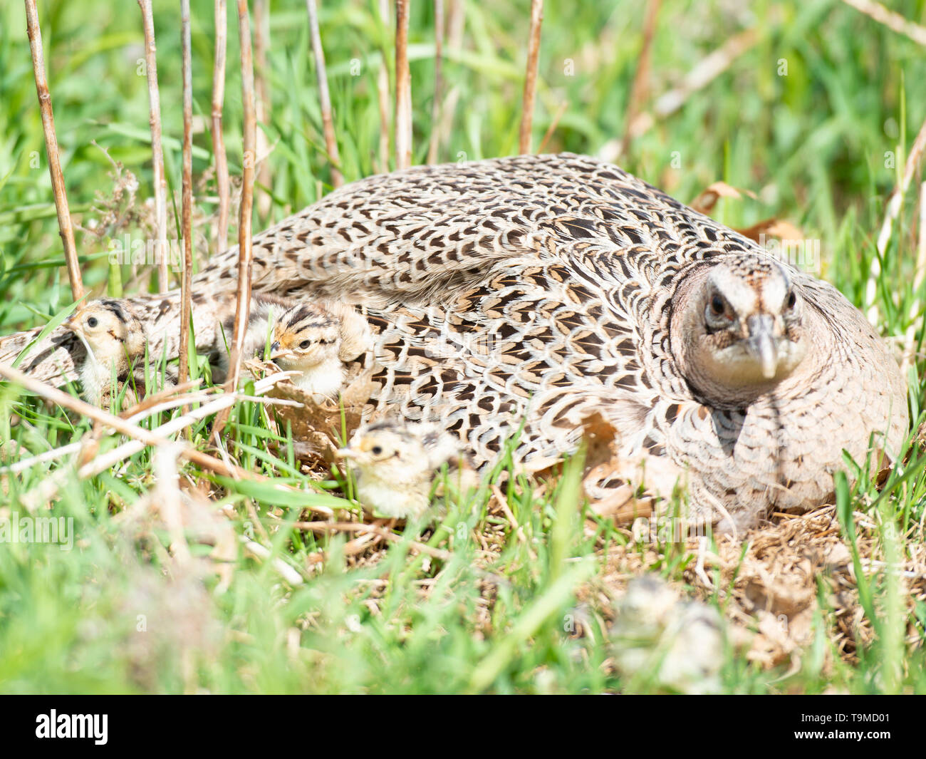 Female pheasant nest hi-res stock photography and images - Alamy