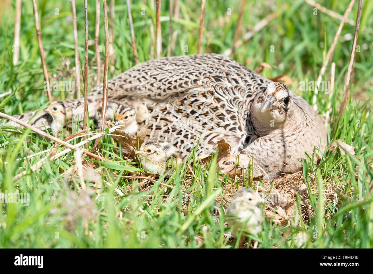 Female pheasant nest hi-res stock photography and images - Alamy