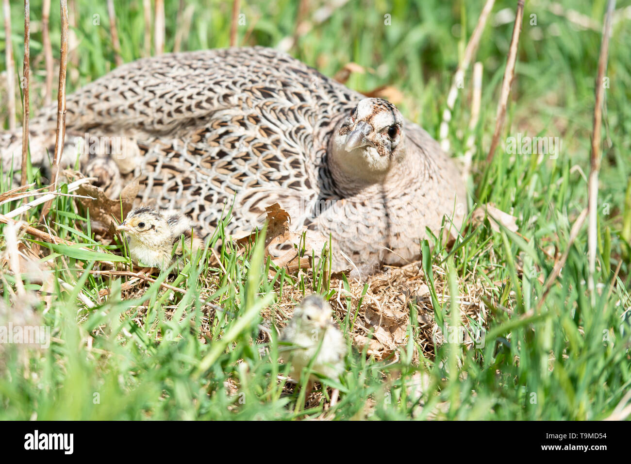 Baby Pheasant Stock Photos & Baby Pheasant Stock Images - Alamy