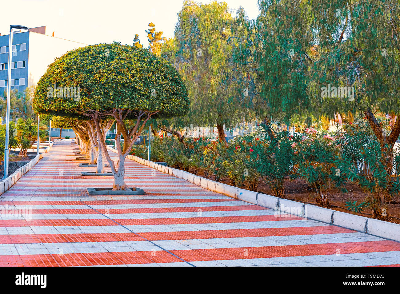 Ficus street tree hi-res stock photography and images - Alamy