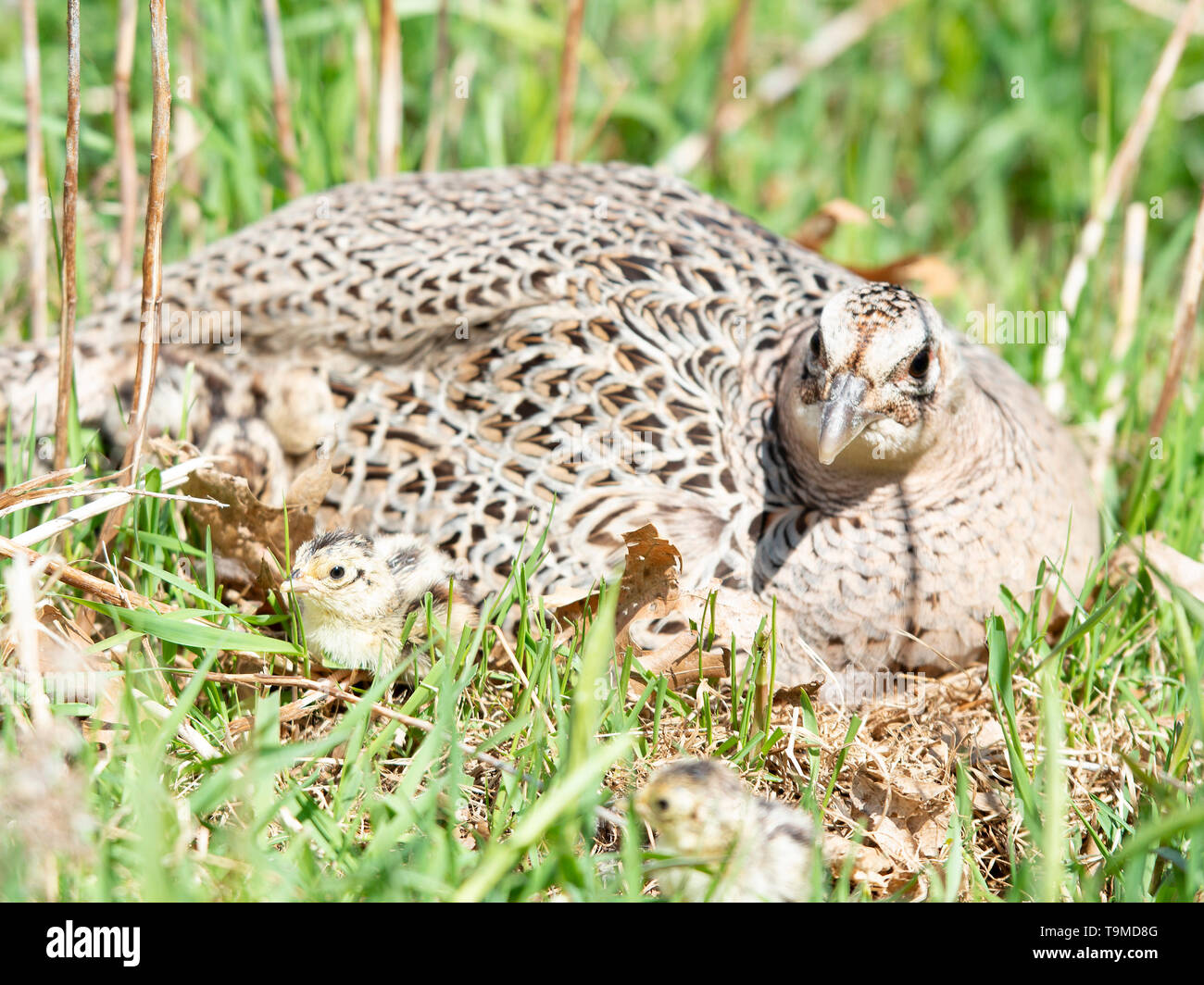 Female pheasant nest hi-res stock photography and images - Alamy