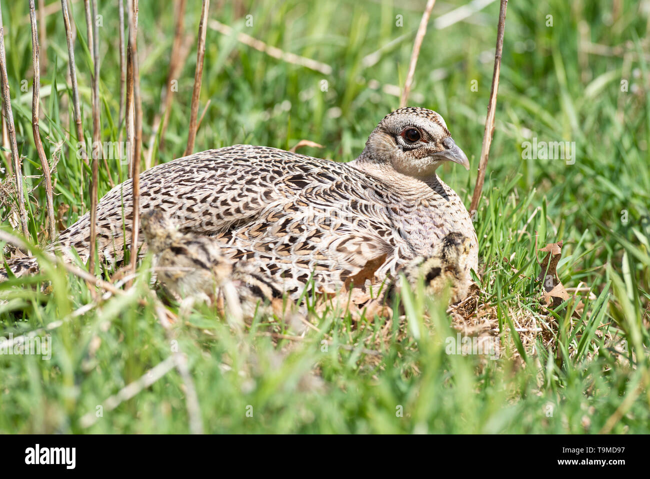 A hen pheasant on her nest with newly hatched chicks Stock Photo - Alamy