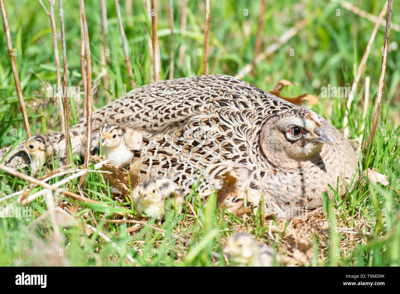 A hen pheasant on her nest with newly hatched chicks Stock Photo - Alamy