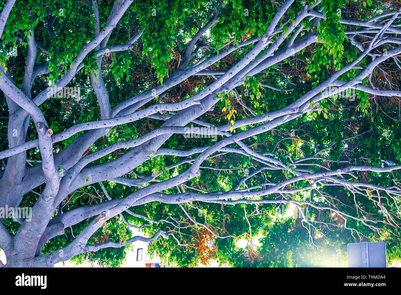 Ficus street tree hi-res stock photography and images - Alamy