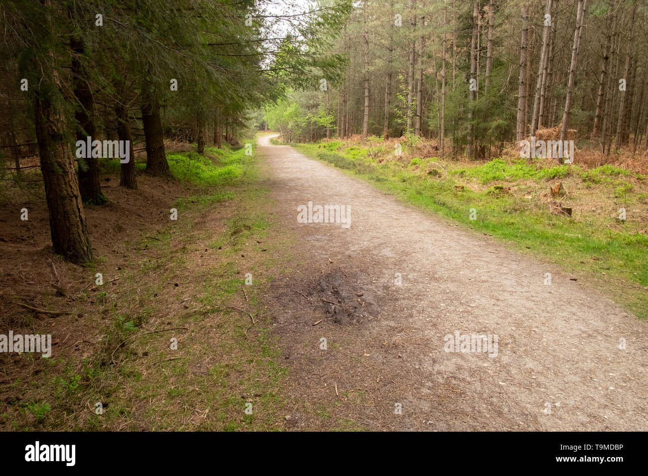 Track through the woods in the ancient New Forest, Hampshire, England ...