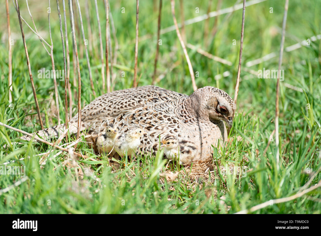 A hen pheasant on her nest with newly hatched chicks Stock Photo - Alamy