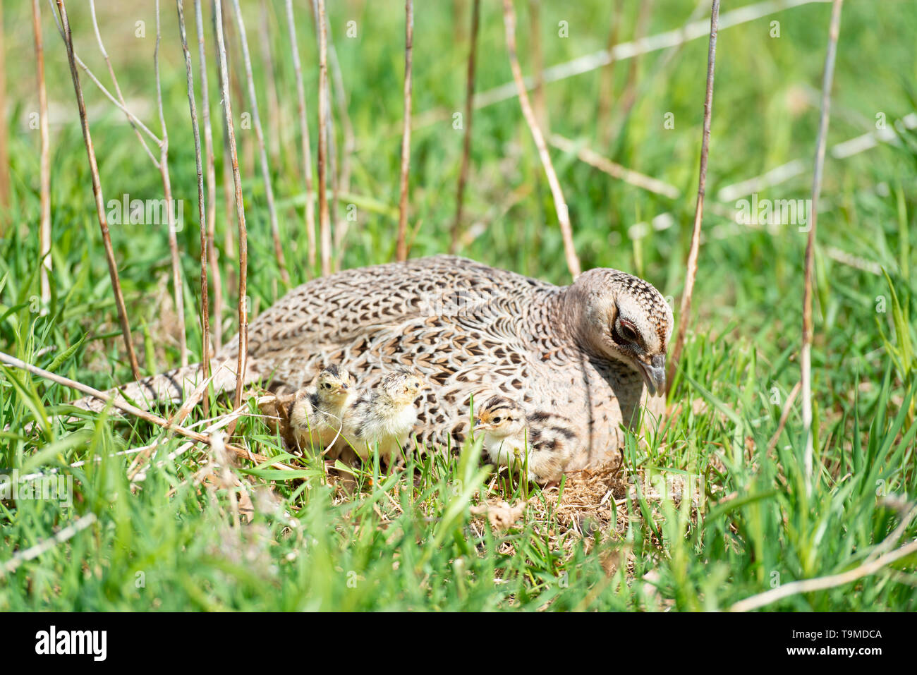Female pheasant nest hi-res stock photography and images - Alamy