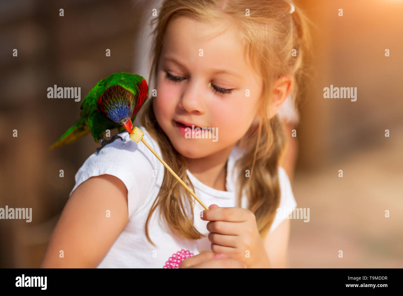 Pet parrot hi-res stock photography and images - Alamy