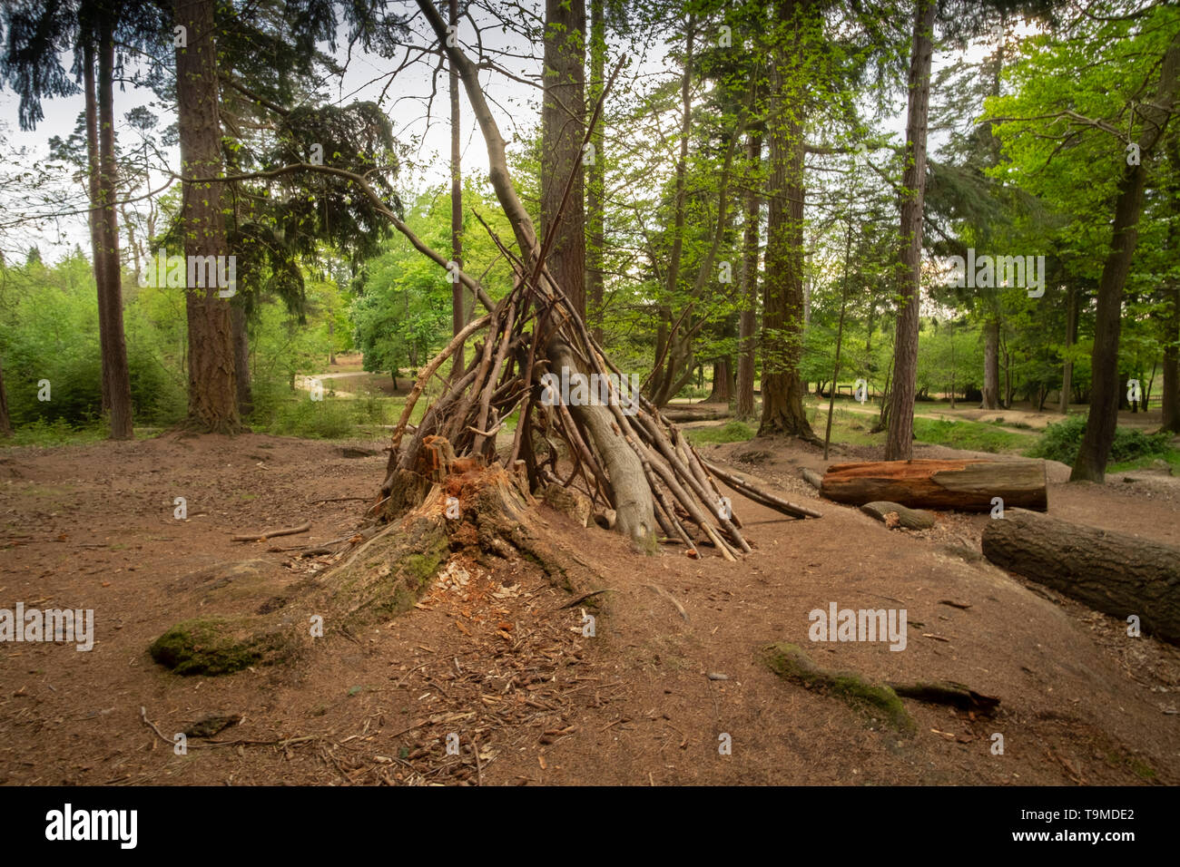 Childrens den built from fallen branches in the ancient New Forest ...