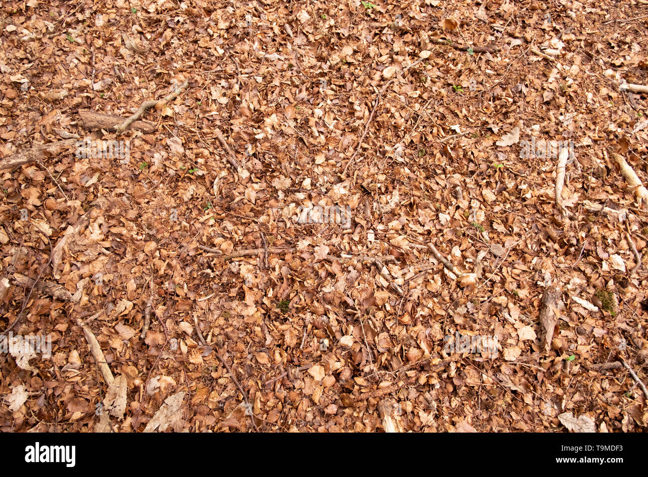 Forest floor with dry leaves and twigs in the New Forest, Hampshire ...