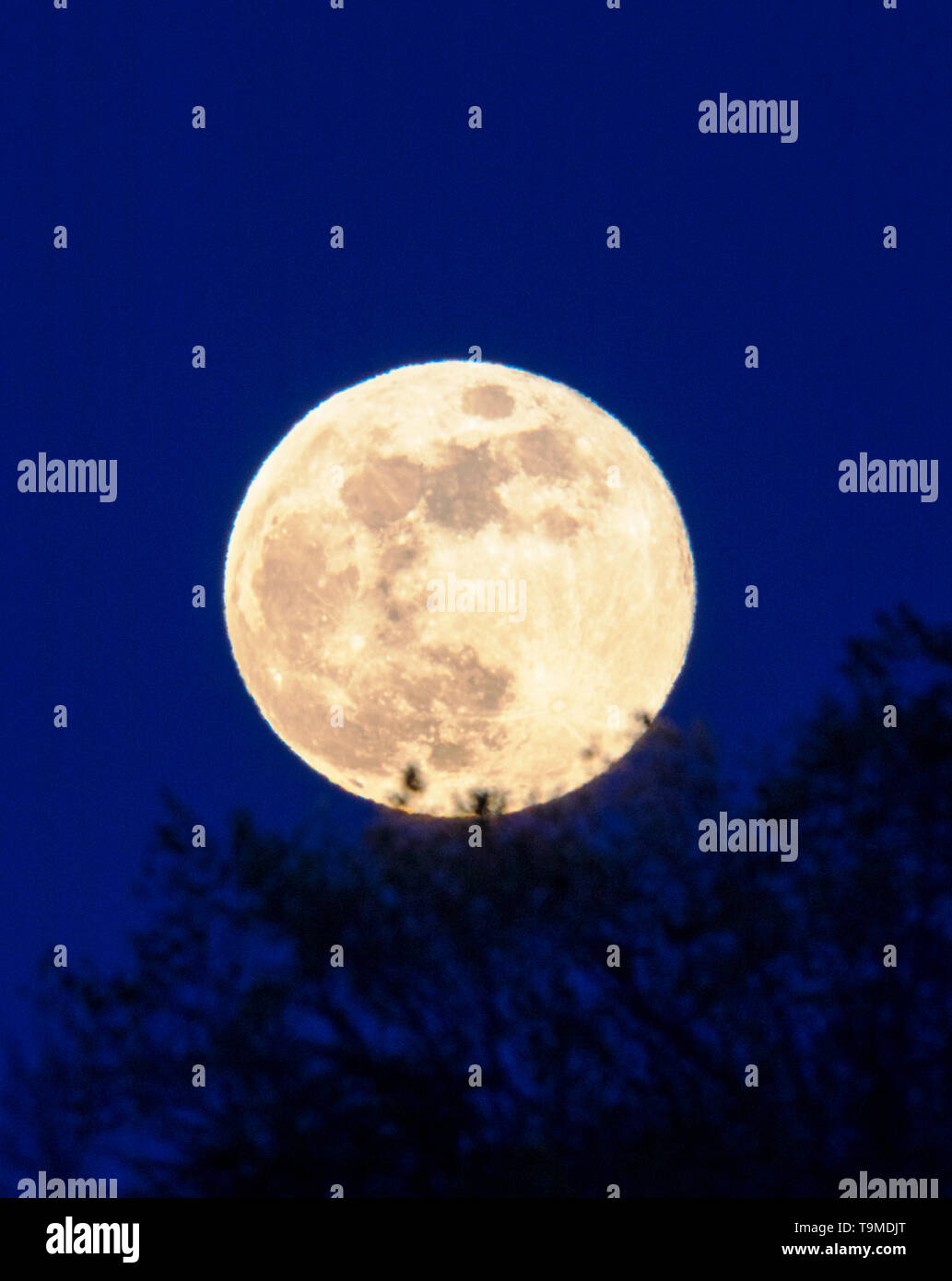 Full Flower Moon over Rocky Mountains, Salida, Colorado, USA Stock ...