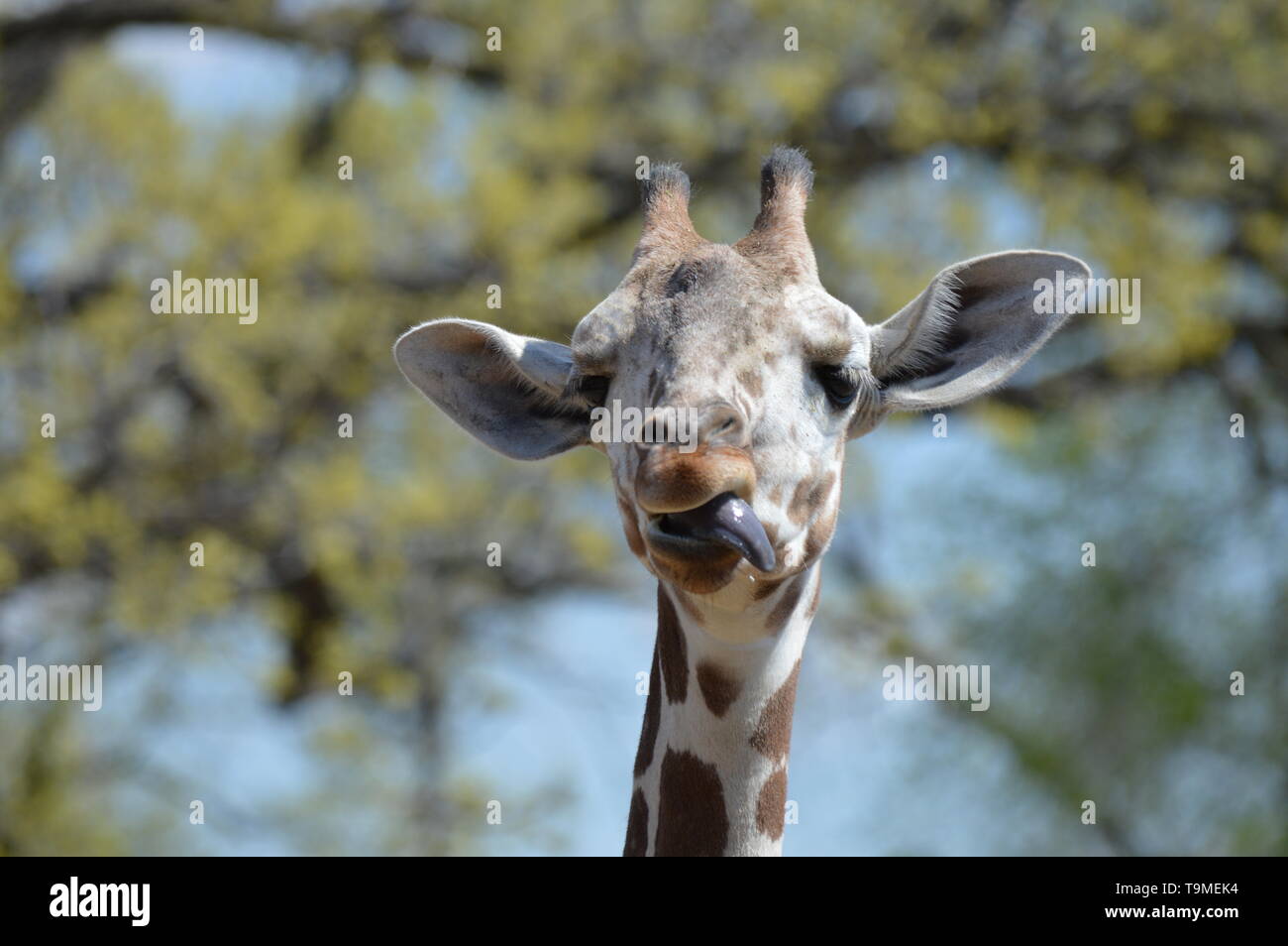 Giraffe in the outdoors during summer Stock Photo - Alamy