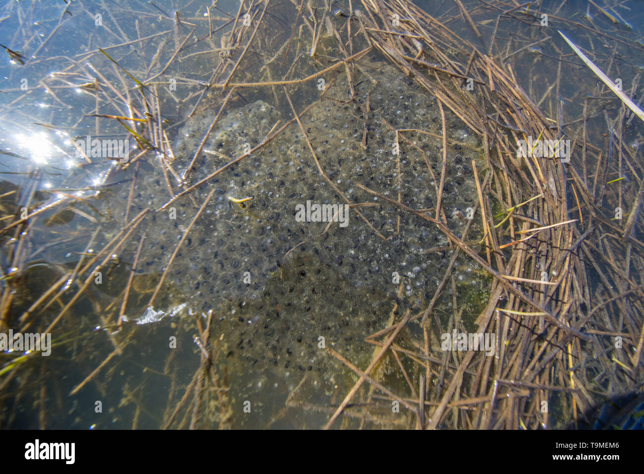 A Northern Leopard Frog (Lithobates pipiens) egg mass photographed in ...