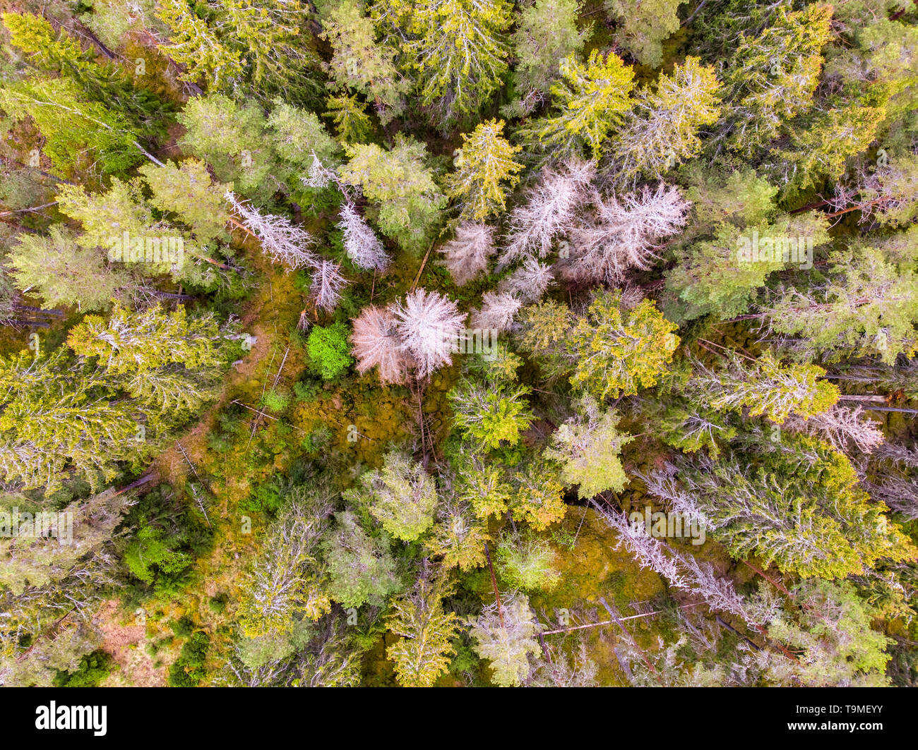 Forest landscape from a birds perspective Stock Photo - Alamy