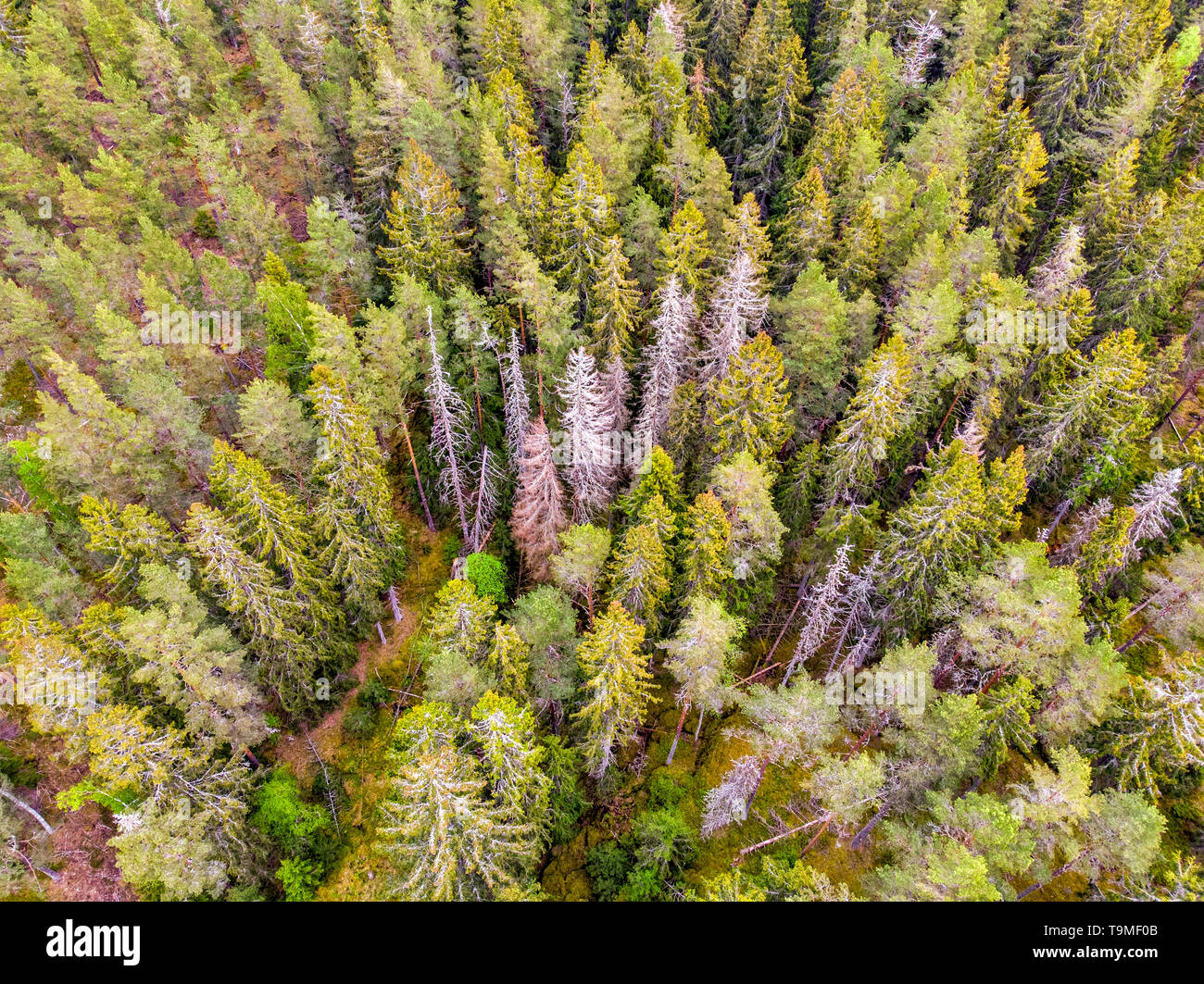 Forest landscape from a birds perspective Stock Photo - Alamy
