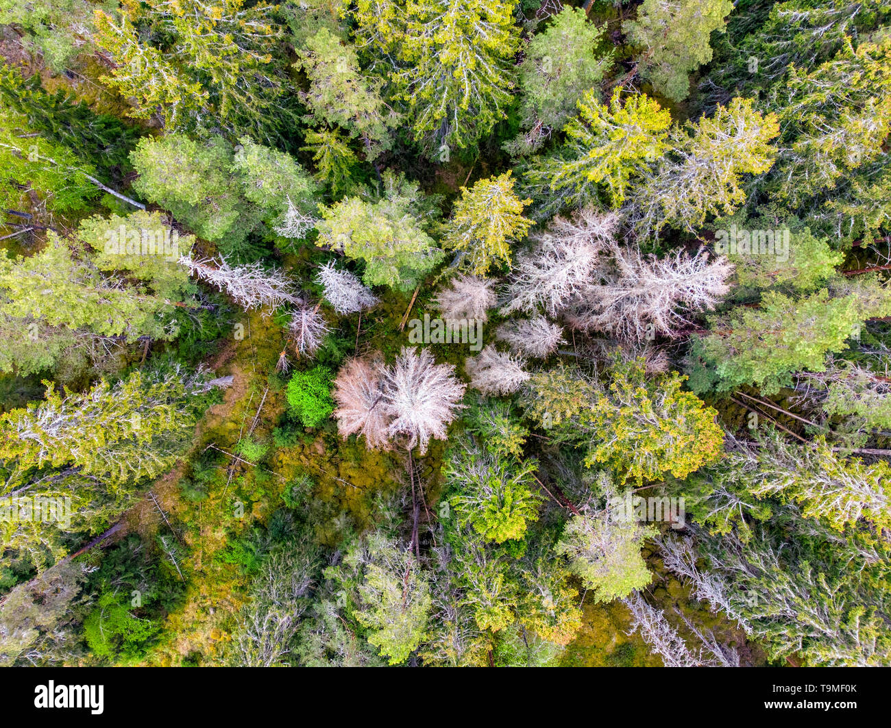 Forest landscape from a birds perspective Stock Photo - Alamy