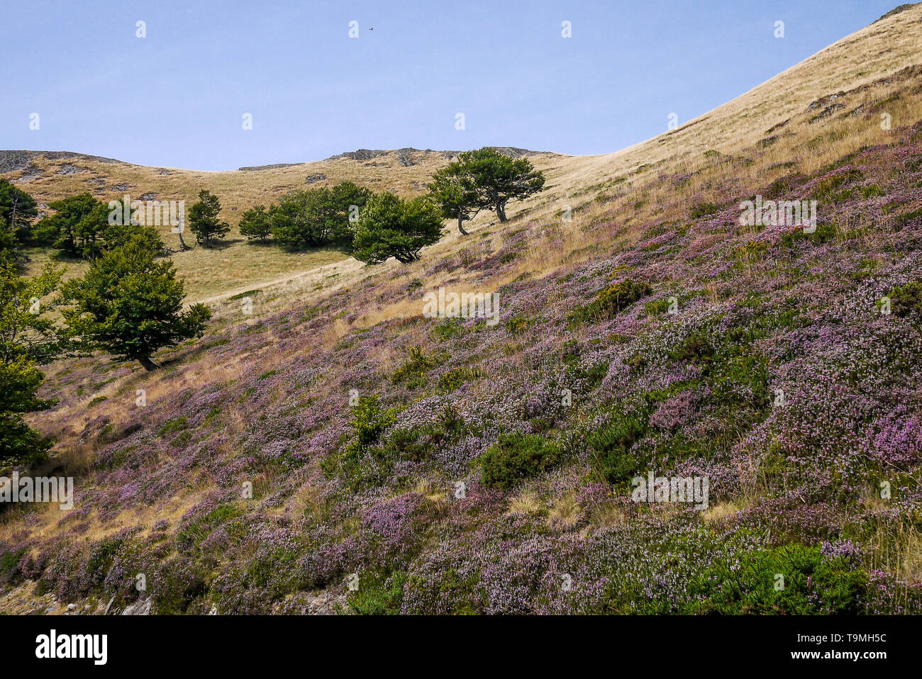 Col De Roncevaux High Resolution Stock Photography and Images - Alamy