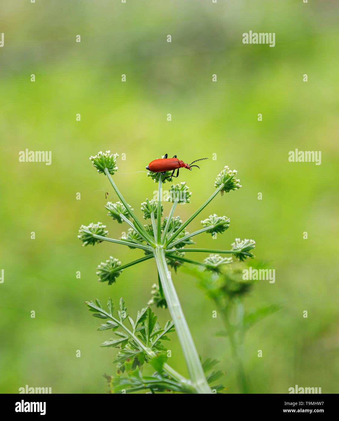 A Cardinal Beetle (Pyrochroa serraticornis), a common small British bug ...