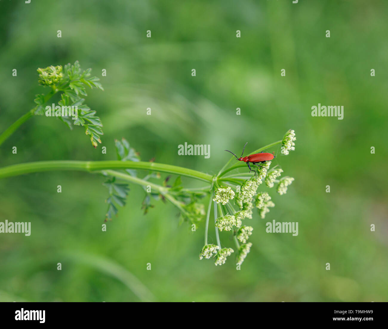 A Cardinal Beetle (Pyrochroa serraticornis), a common small British bug ...