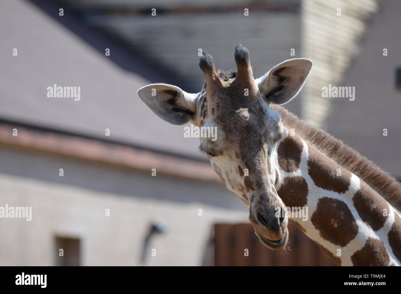 Giraffe in the outdoors during summer Stock Photo - Alamy