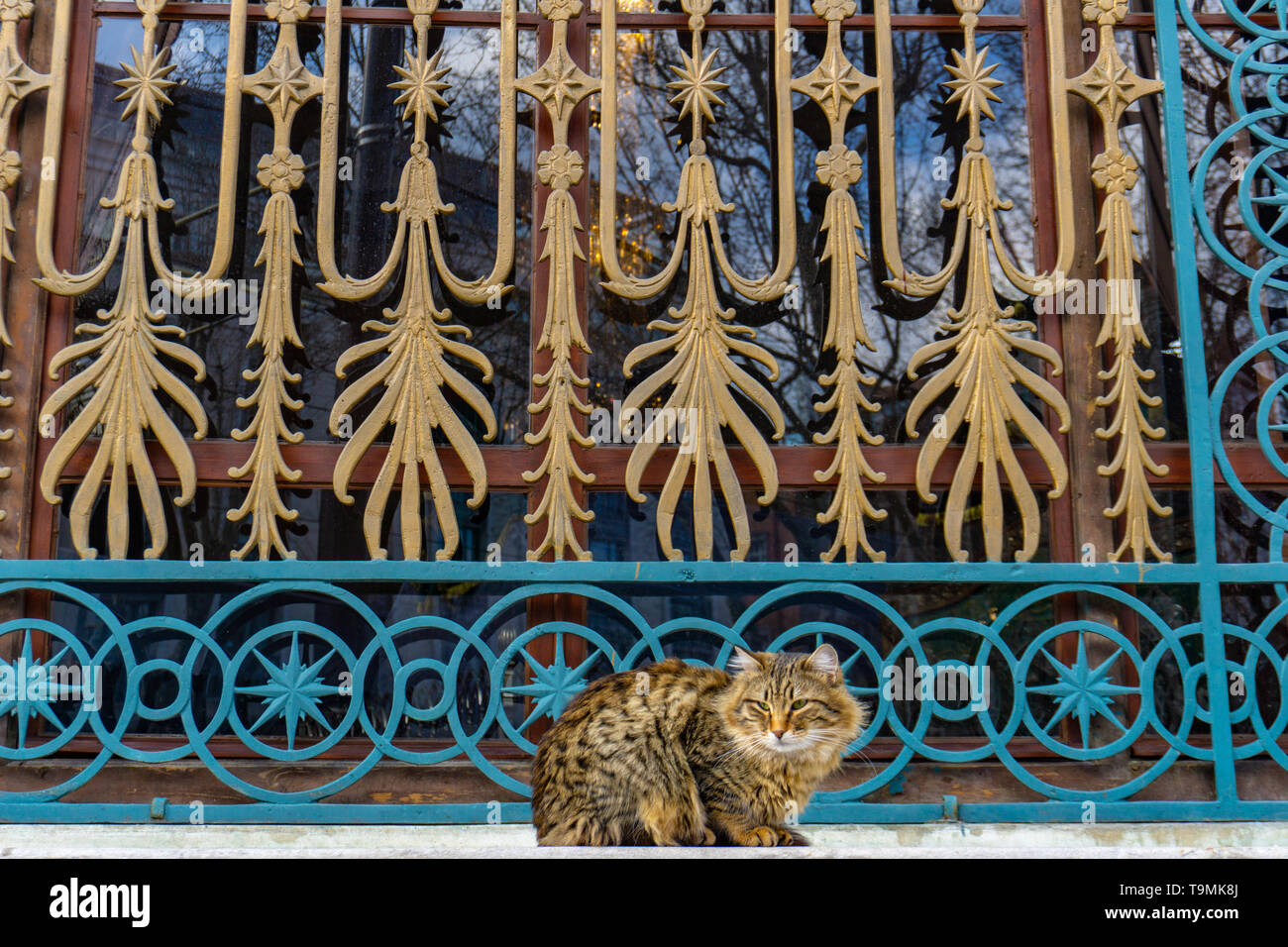 Istanbul cat sleep hi-res stock photography and images - Alamy