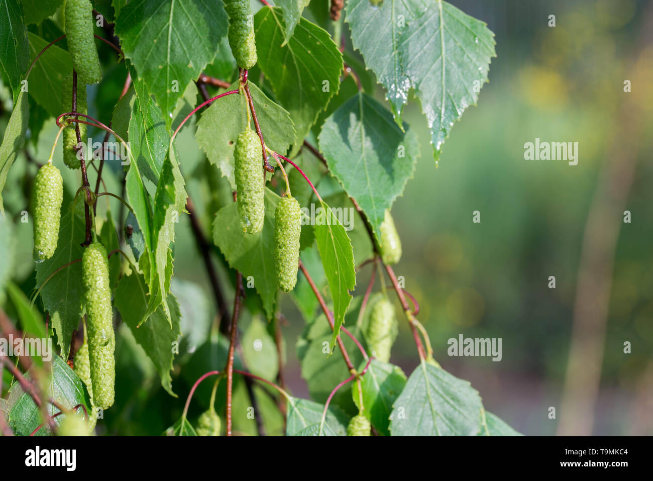 Birch fruit hi-res stock photography and images - Alamy