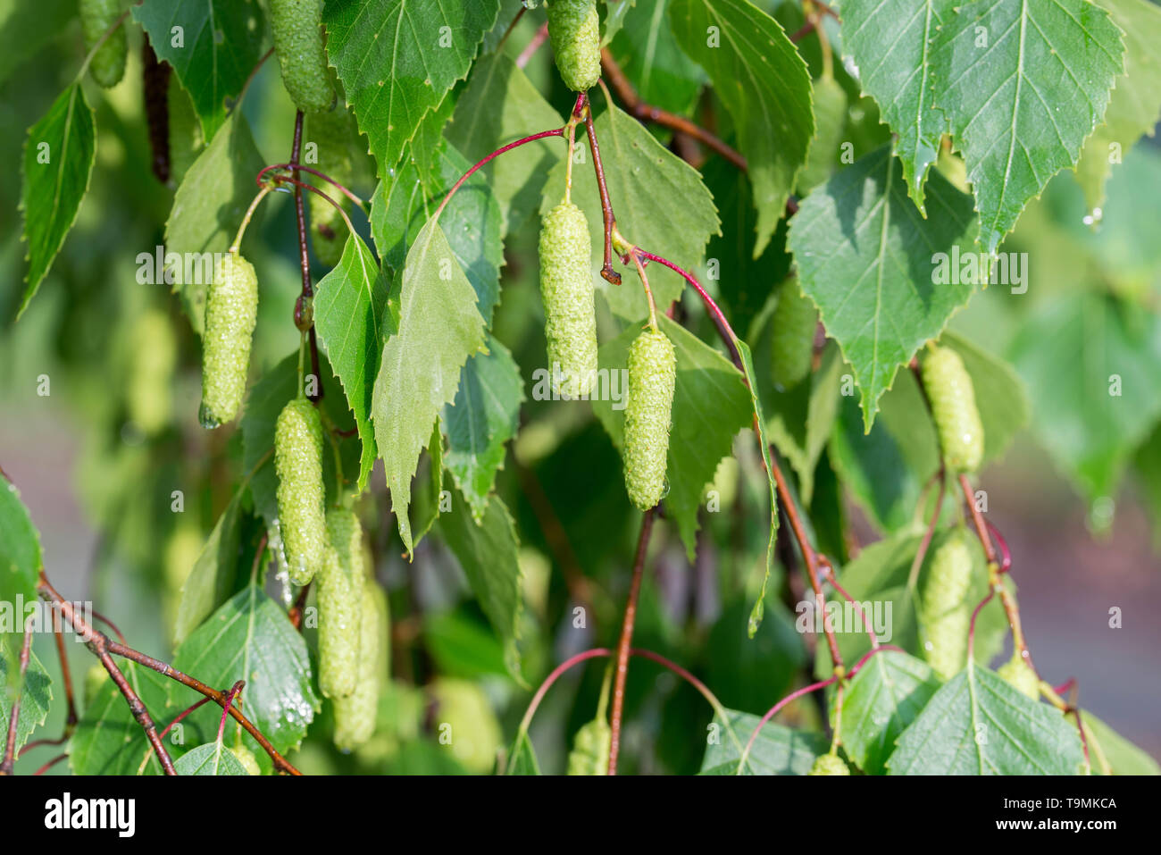 birch leaves and fruits on twig macro Stock Photo - Alamy