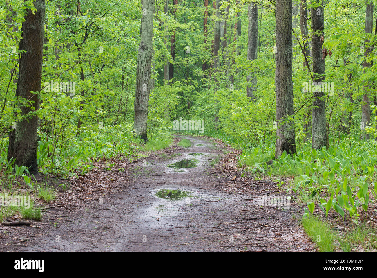 Spring deciduous forest hi-res stock photography and images - Alamy