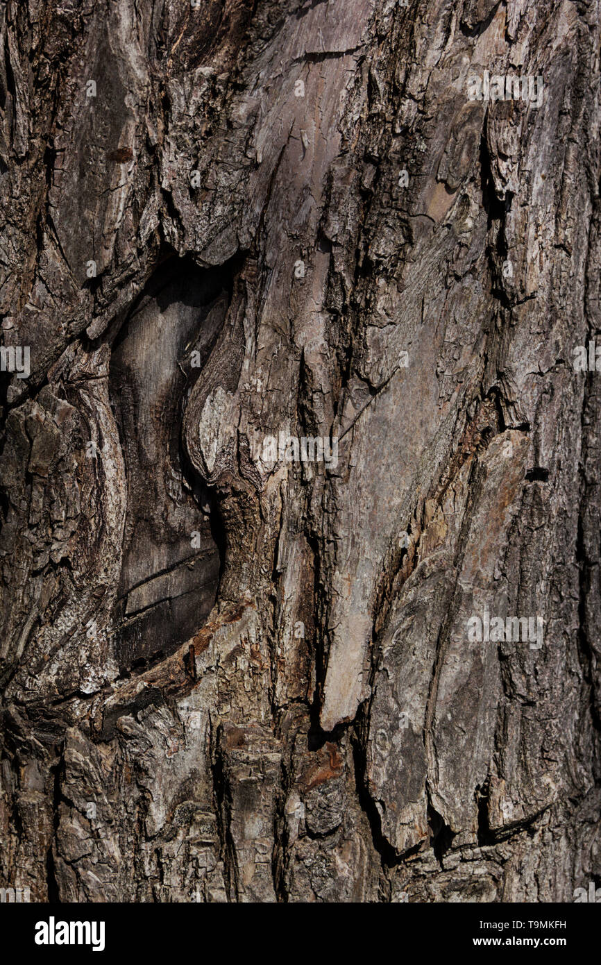 Texture of natural tree bark for background Stock Photo - Alamy