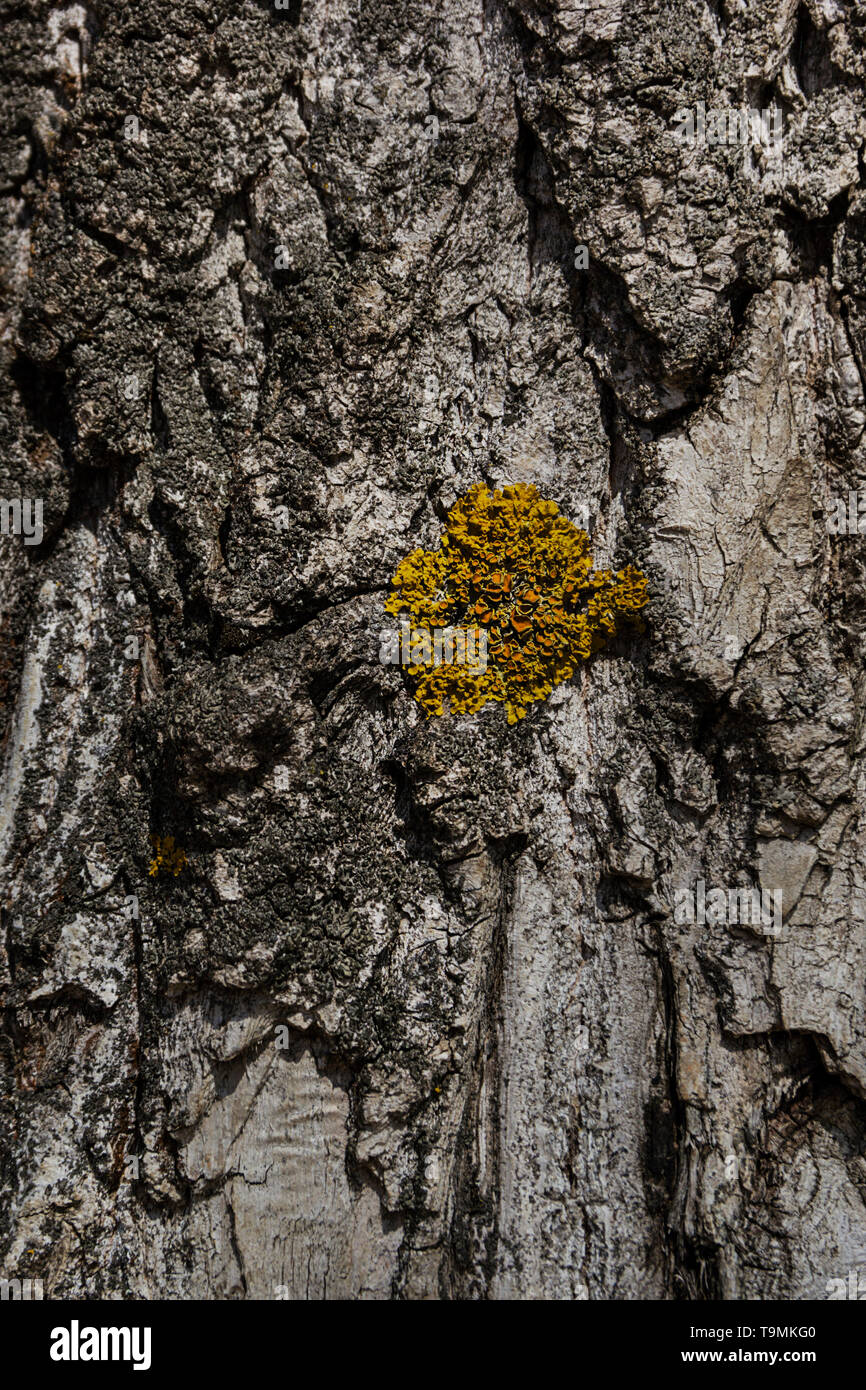 Texture of natural tree bark for background Stock Photo - Alamy