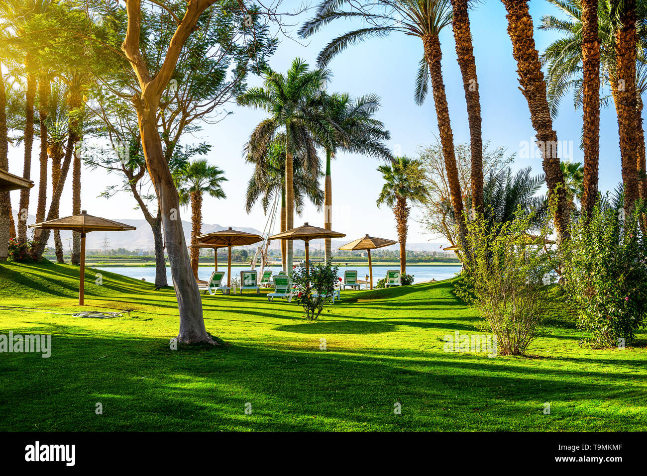 Green meadow and palm trees Stock Photo - Alamy