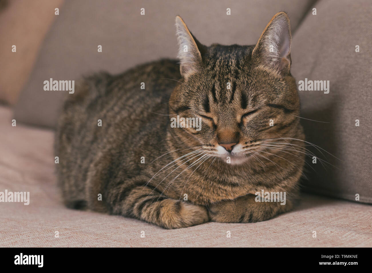 Beautiful cat enjoys sleeping on sofa.Toned photo Stock Photo - Alamy