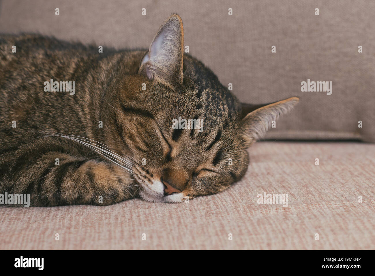 Beautiful cat enjoys sleeping on sofa.Toned photo Stock Photo - Alamy