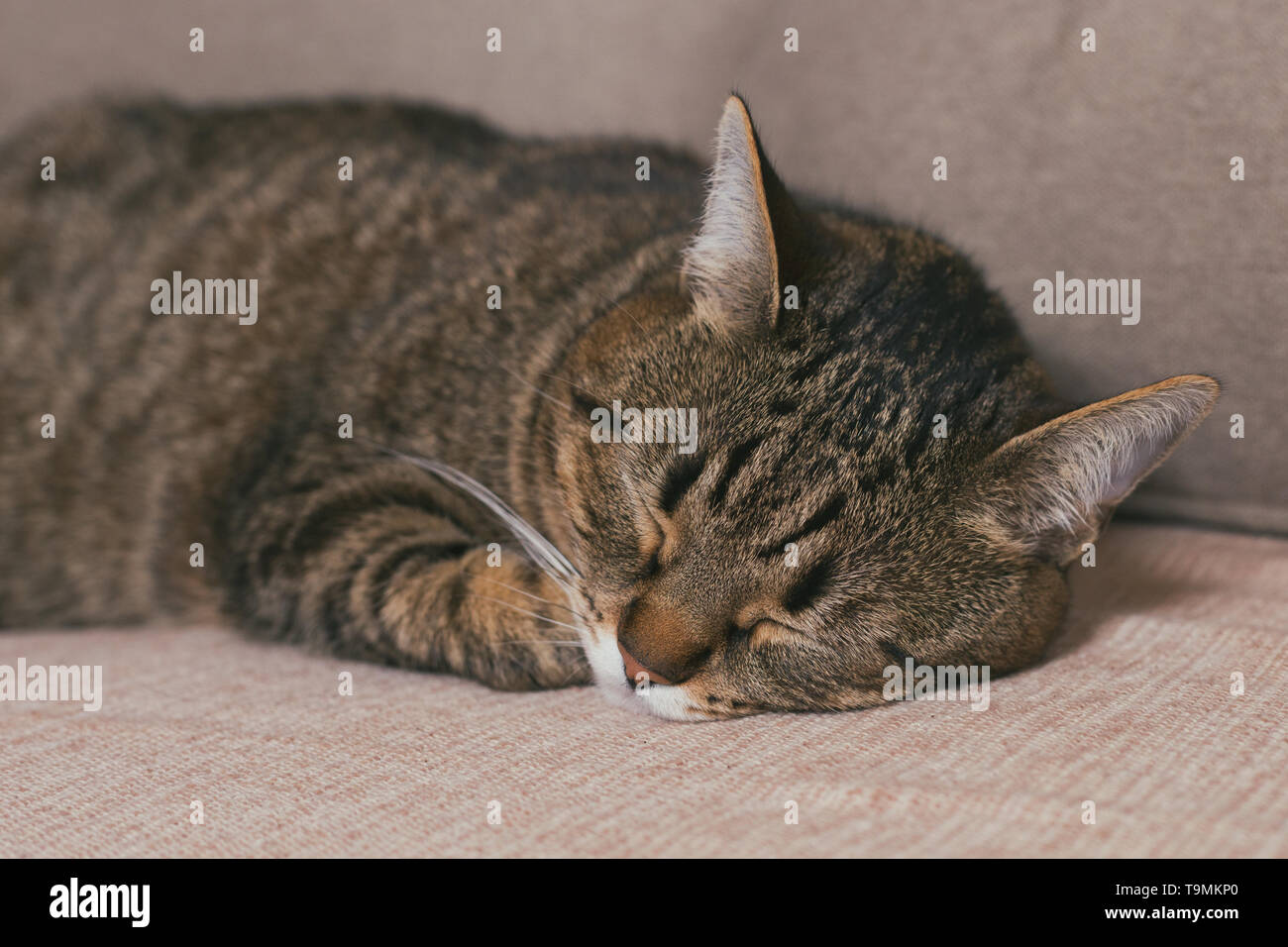 Beautiful cat enjoys sleeping on sofa.Toned photo Stock Photo - Alamy