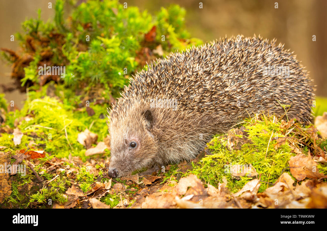 Hedgehog, (Scientific name: Erinaceus Europaeus) wild, native, European ...