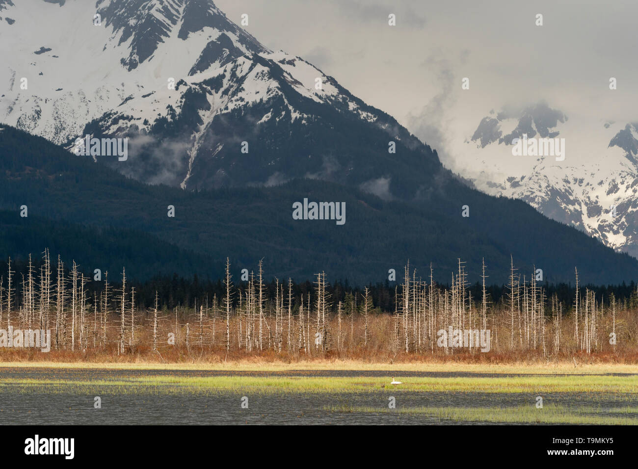 Trumpeter Swan rests in a pond on the Copper River Delta in ...