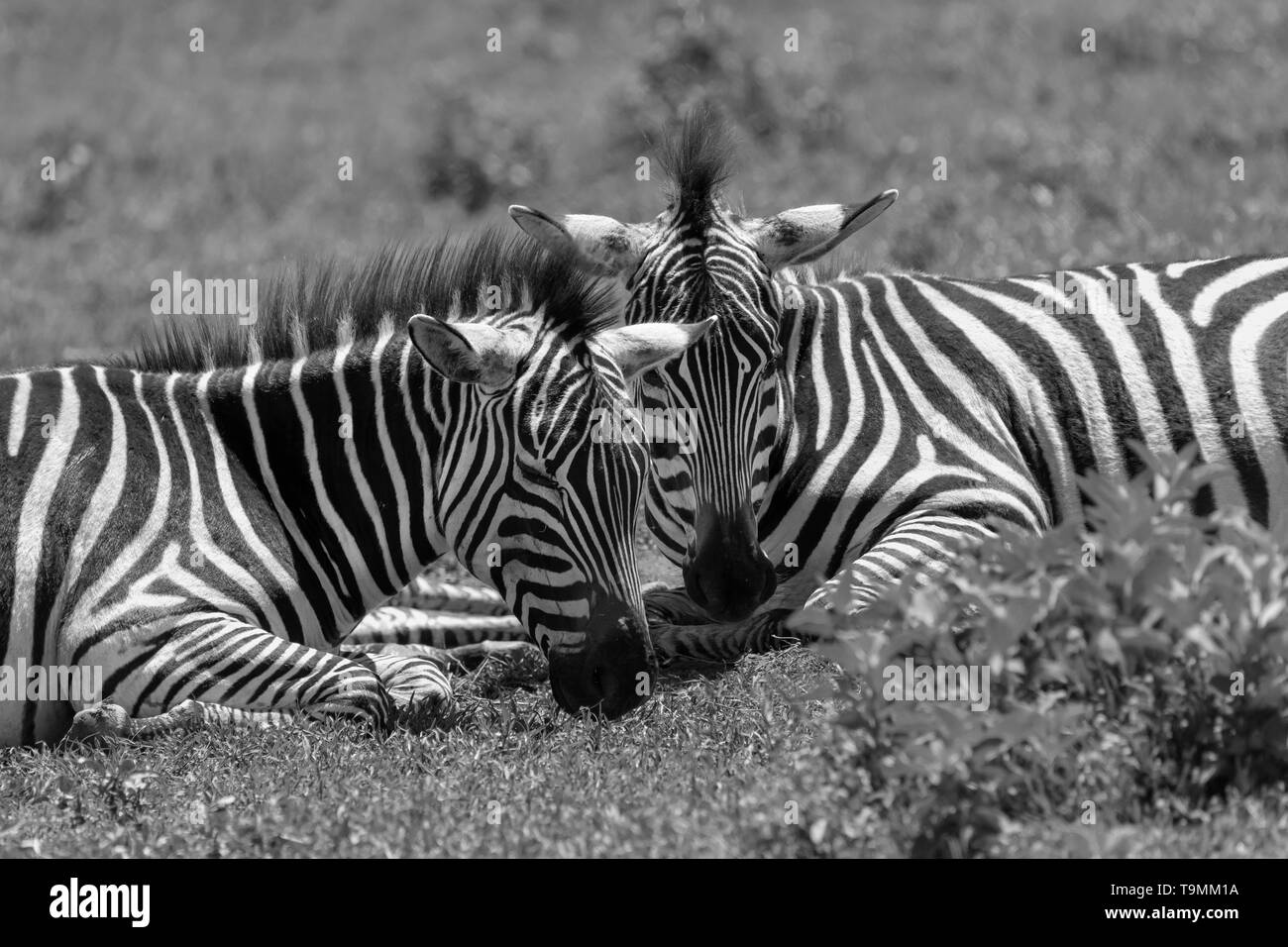 Buddies, two young zebra sleeping with heads together in a dust bath ...