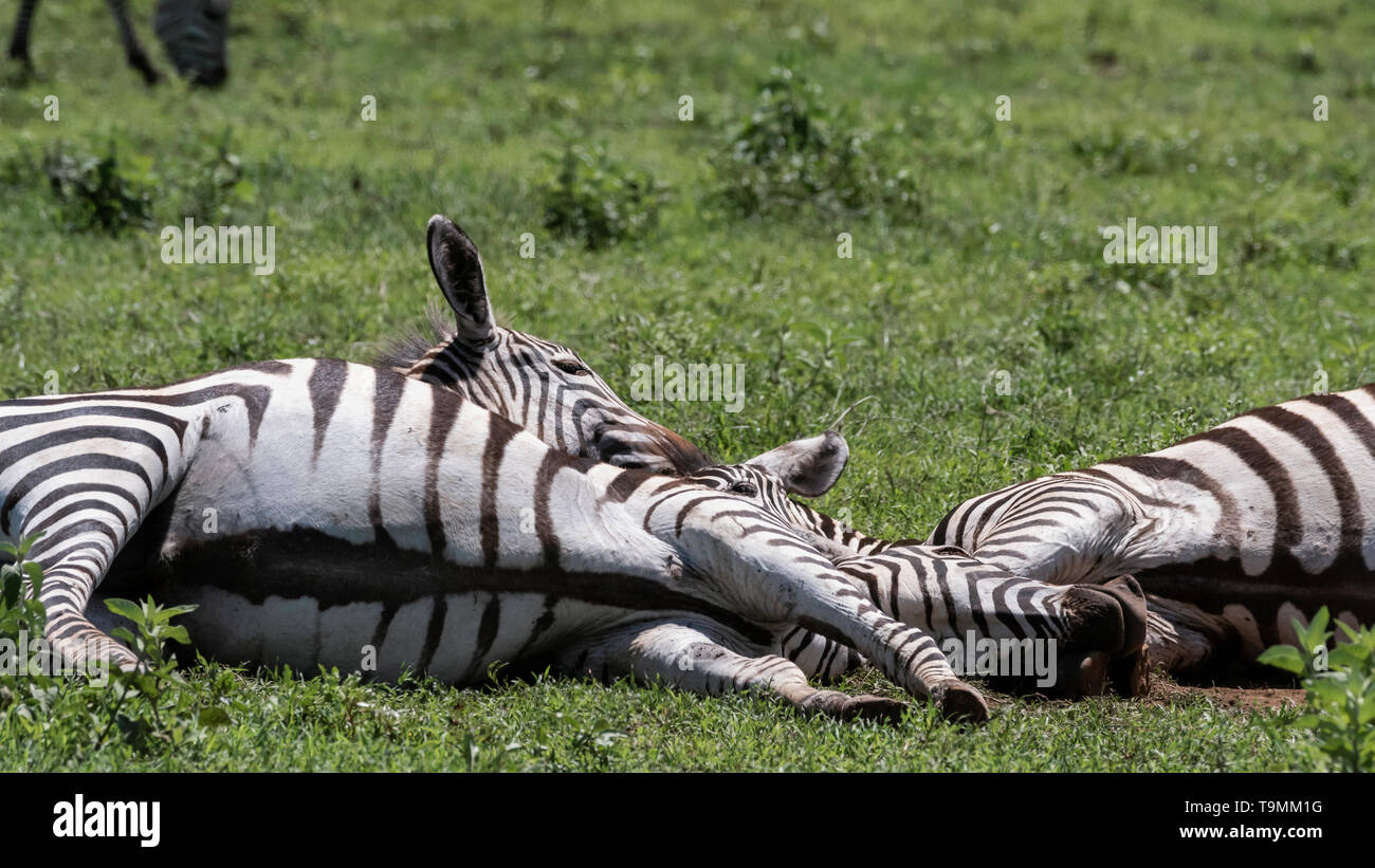 Zebras sleeping hi-res stock photography and images - Alamy