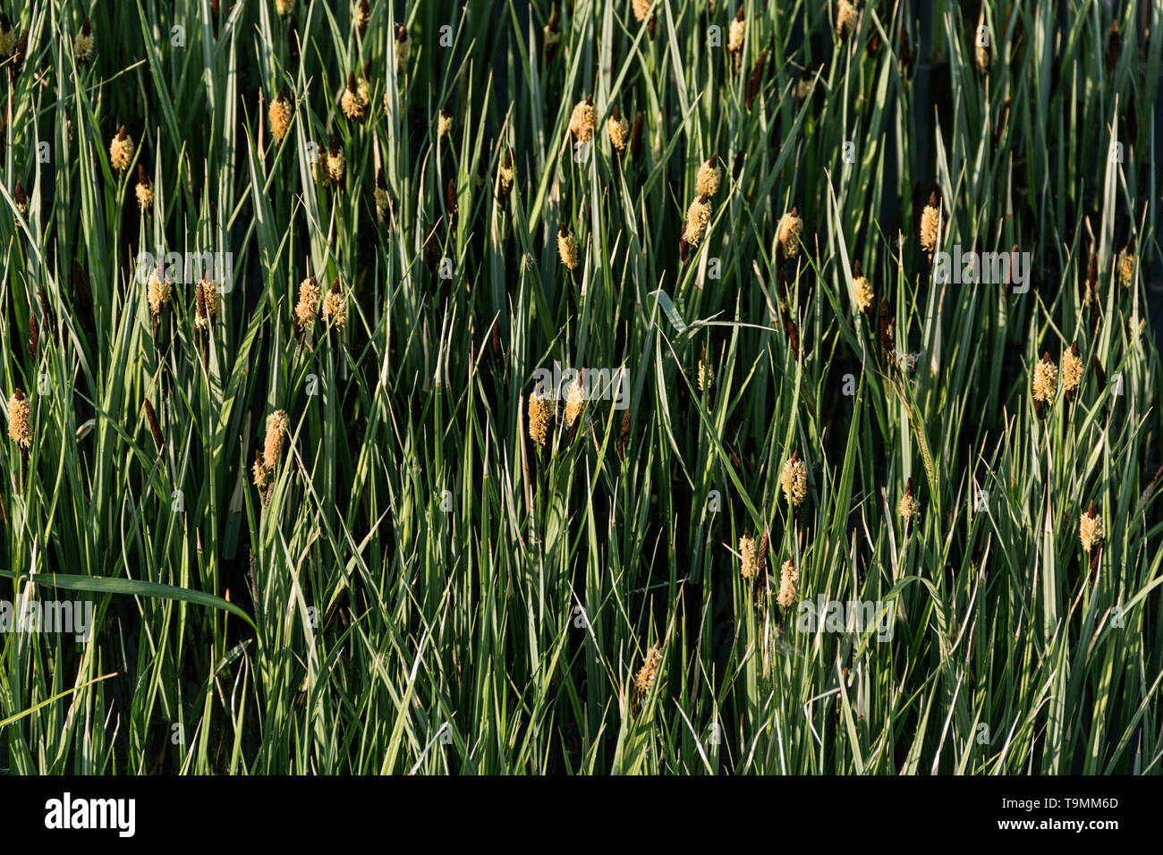 Reeds grass hi-res stock photography and images - Alamy