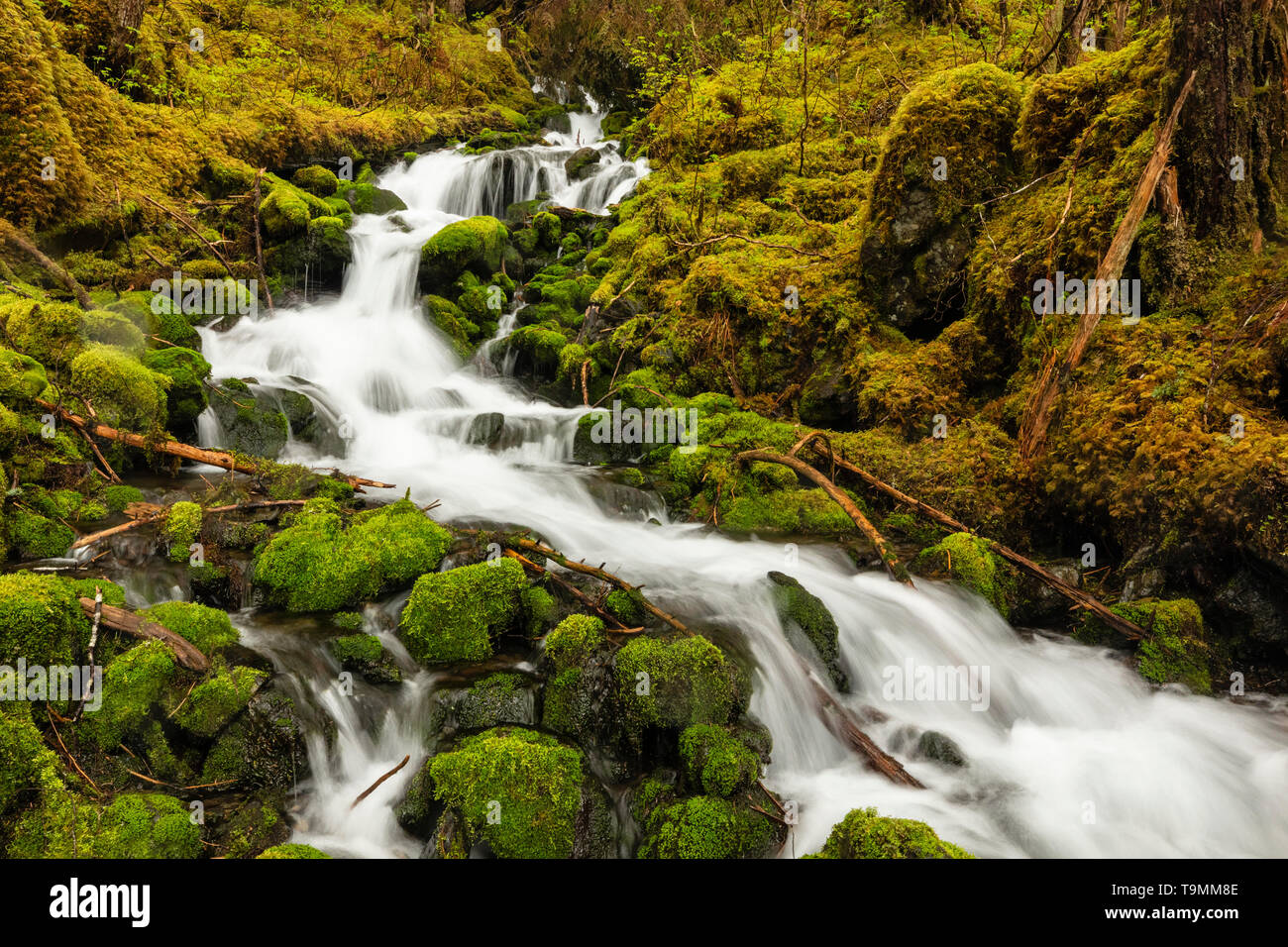 Cascade of water over boulders and moss from snow melt in spring from the Chugach Mountains ...