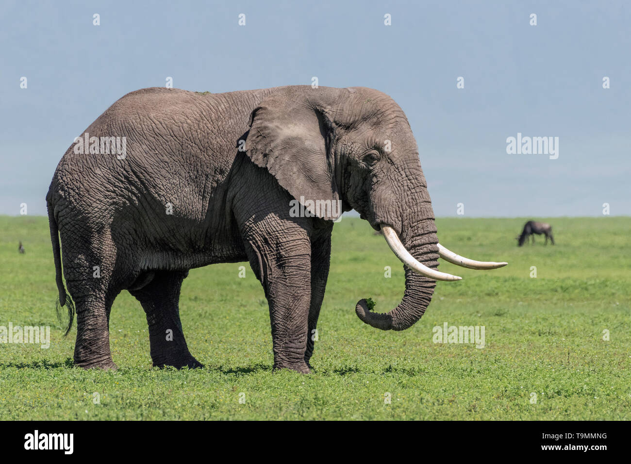 Large bull elephant with a nice set of tusks feeding on the spring ...